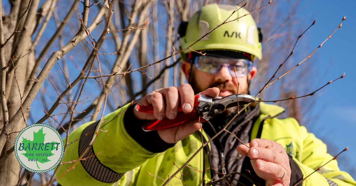 Tree Pruning: Timing It Right for Health and Structure