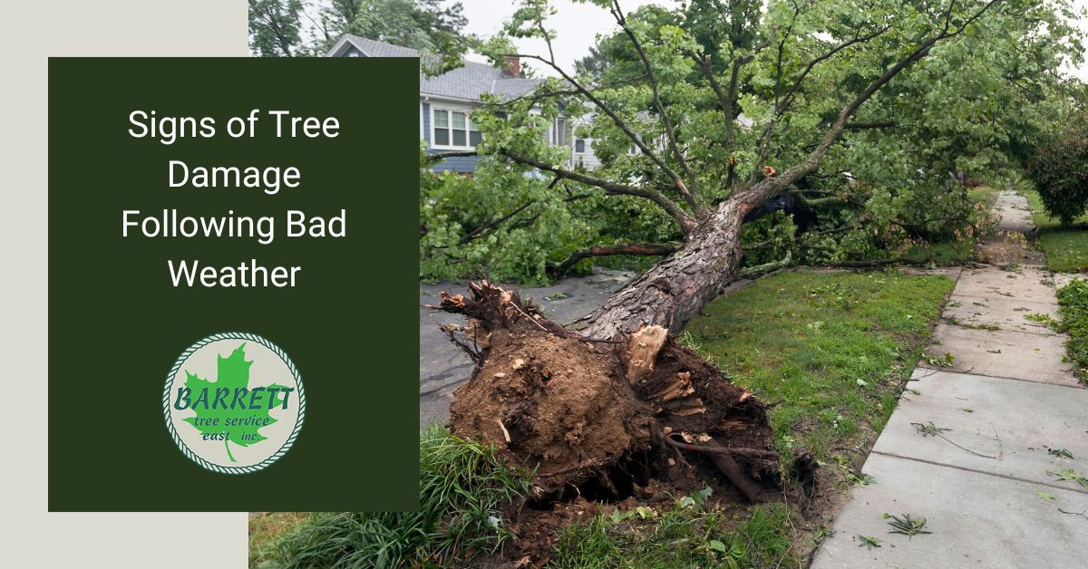 Signs of Tree Damage Following Bad Weather