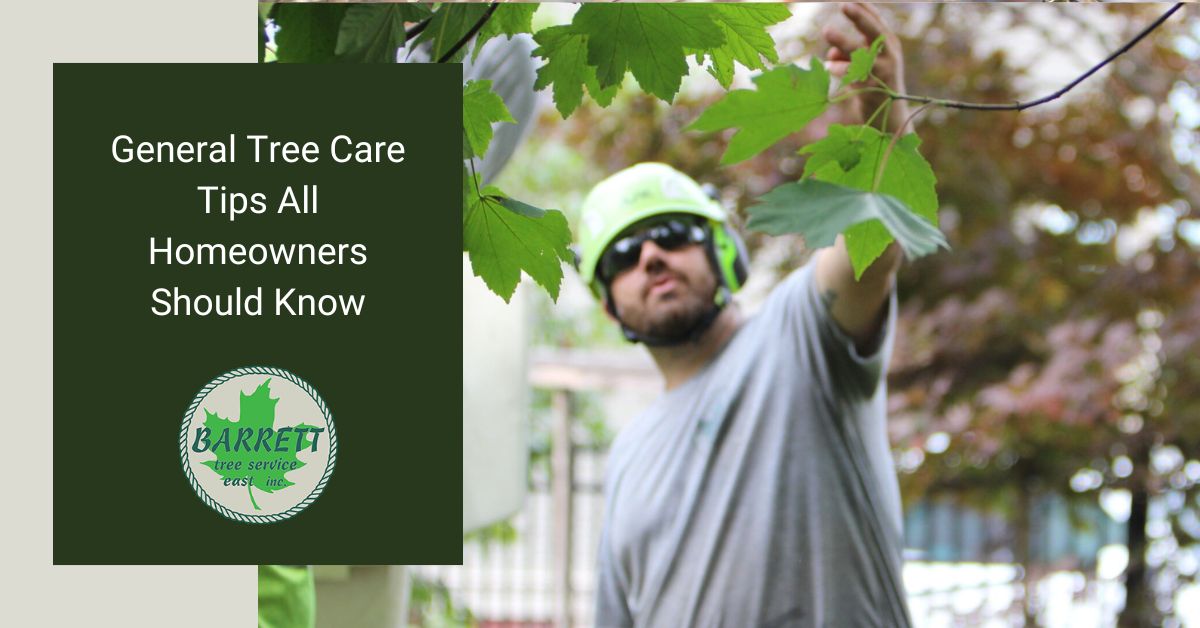 General Tree Care Tips All Homeowners Should Know