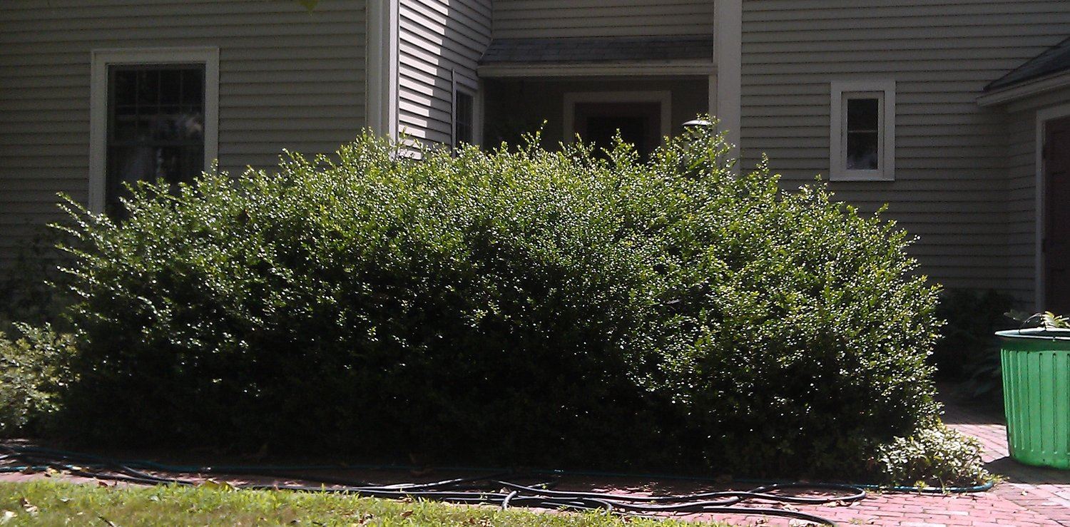 July 2013 Blogs | Barrett Tree Service East