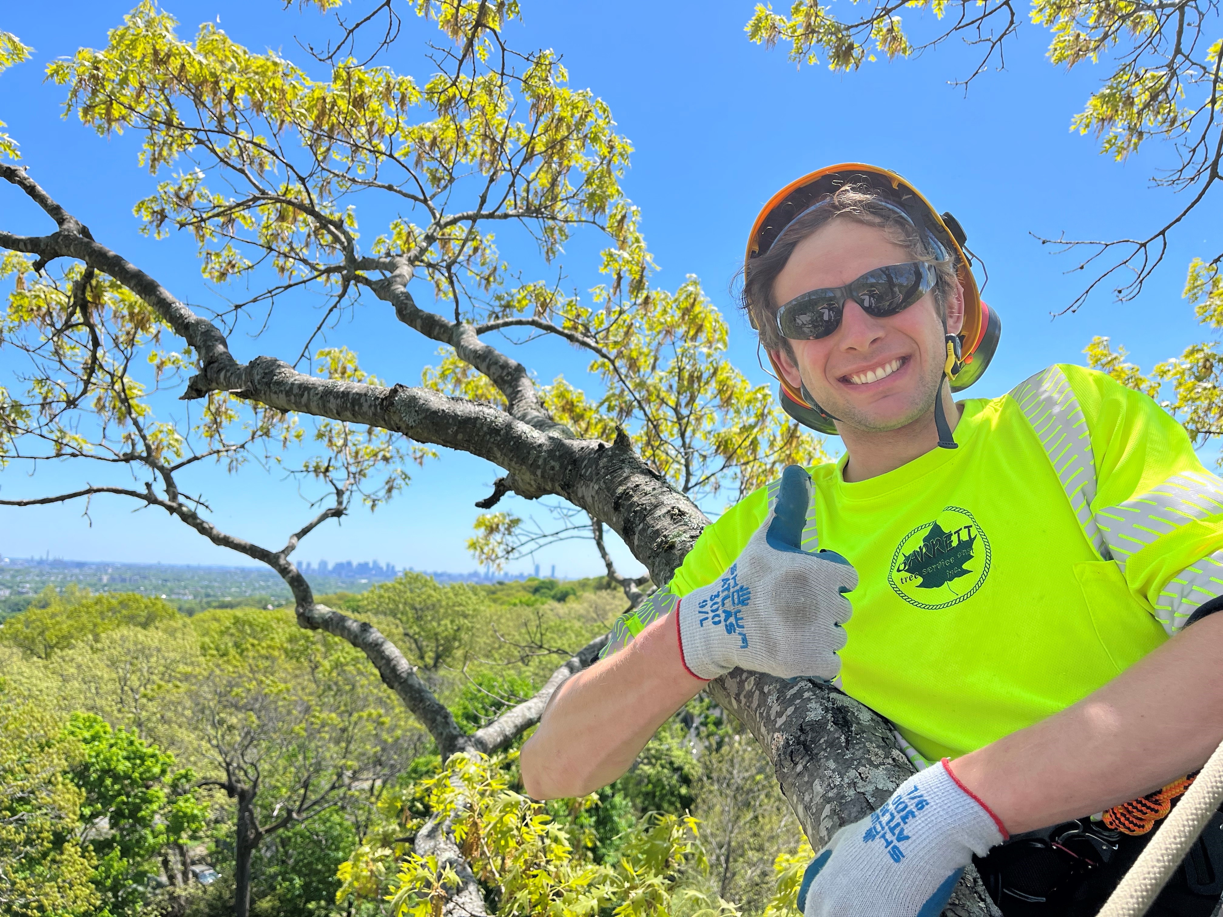 Benefits of Regular Tree Trimming | Blog | Barrett Tree Service East