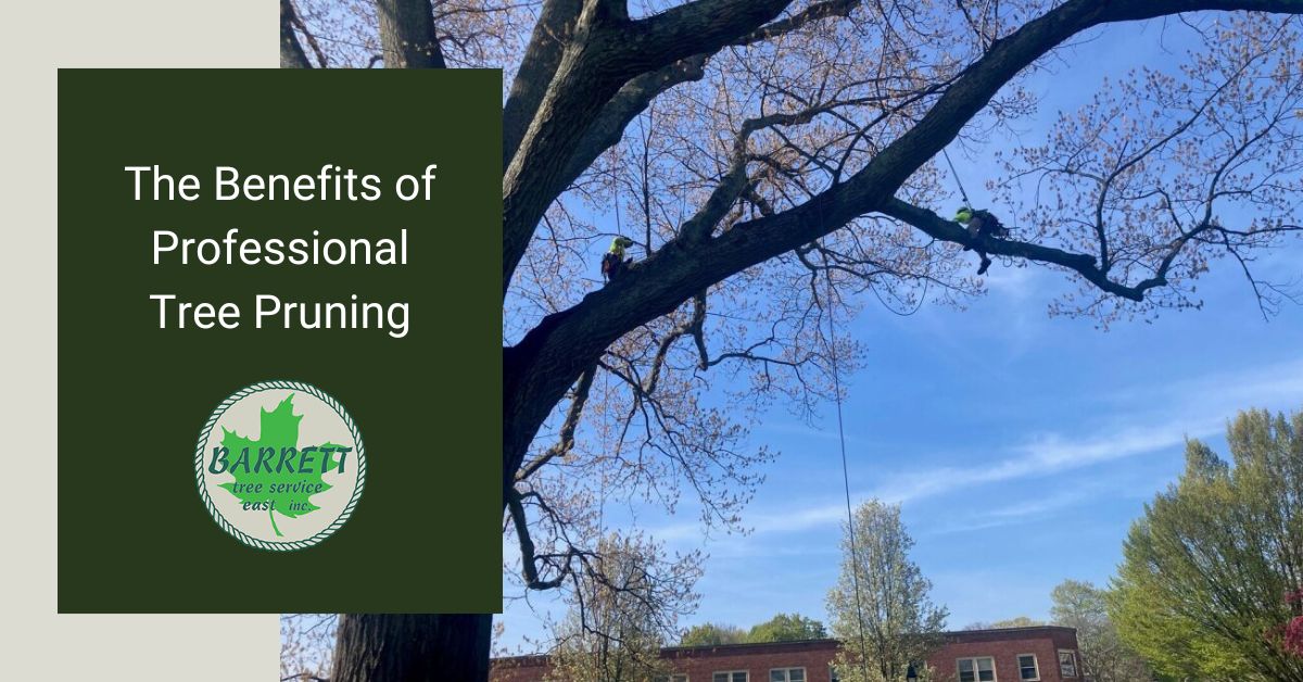 The Benefits of Professional Tree Pruning: Enhancing Growth and Safety