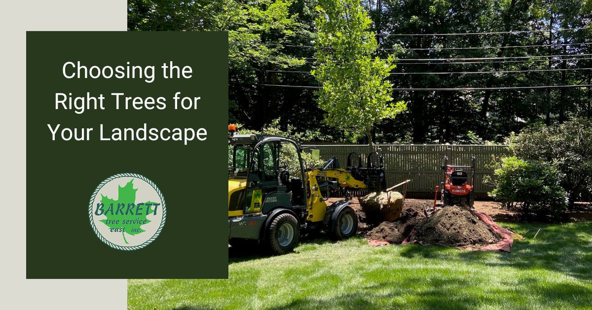 Choosing the Right Trees for Your Landscape: A Comprehensive Guide