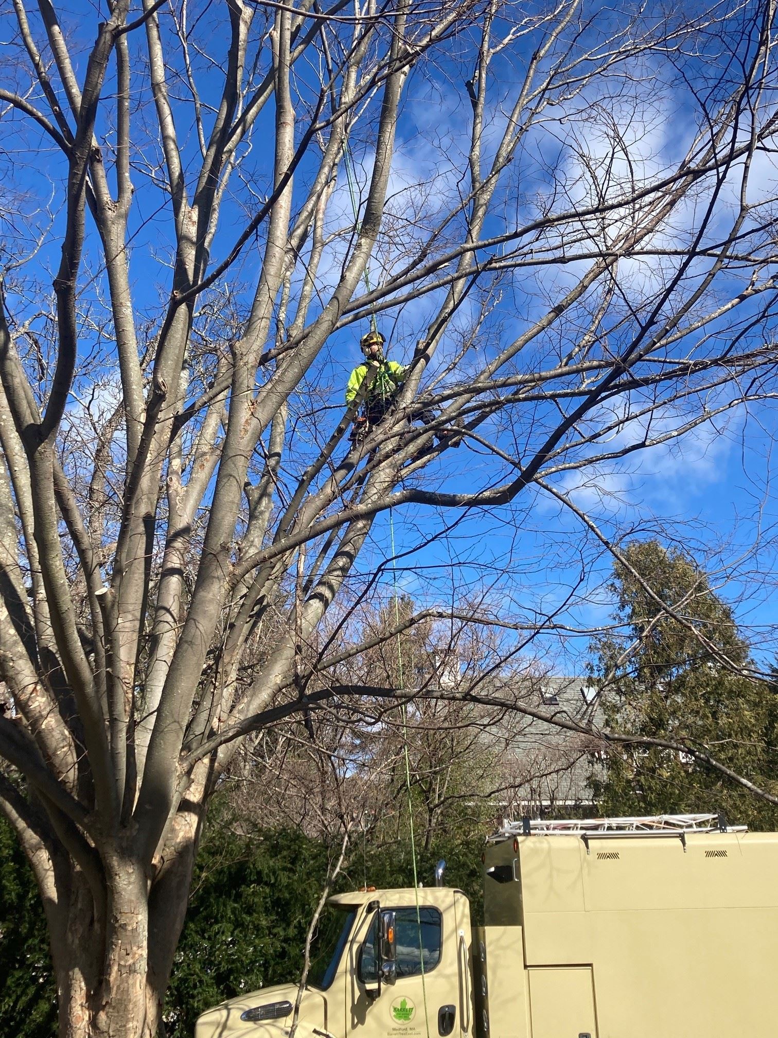 Our Work | Barrett Tree Service East