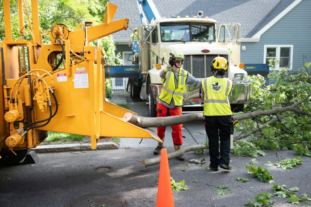 Our Work | Barrett Tree Service East